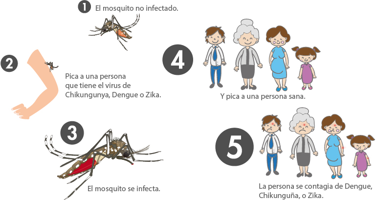 Lo que debo saber sobre el dengue, chikunguña y zika